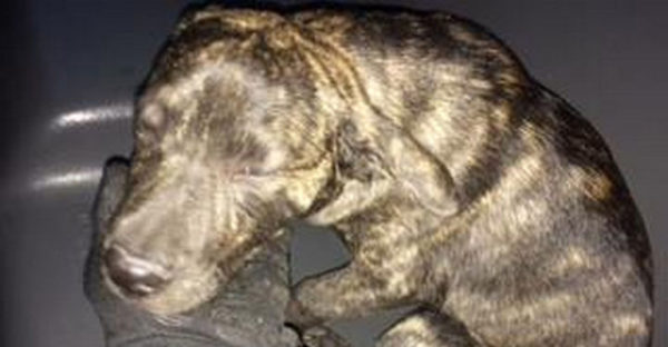 Shirtless Man Saves Dog That Fell Through the Ice in a Pond