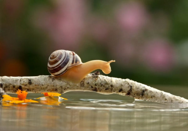 23 Incredibly Cute Snail Photos by Vyacheslav Mishchenko