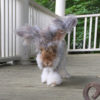 Wally the Angora Rabbit With His Fluffy Ears Is the Cutest Ever