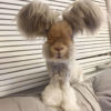 Wally the Angora Rabbit With His Fluffy Ears Is the Cutest Ever