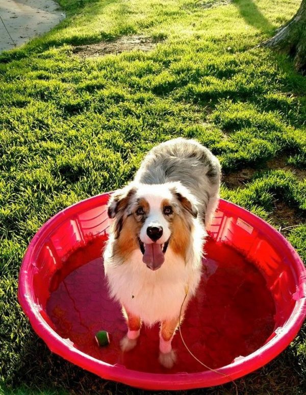 39 Animals Swimming Around the Swimming Pool and Hanging Out