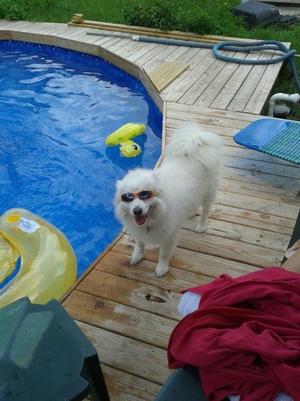 39 Animals Swimming Around the Swimming Pool and Hanging Out