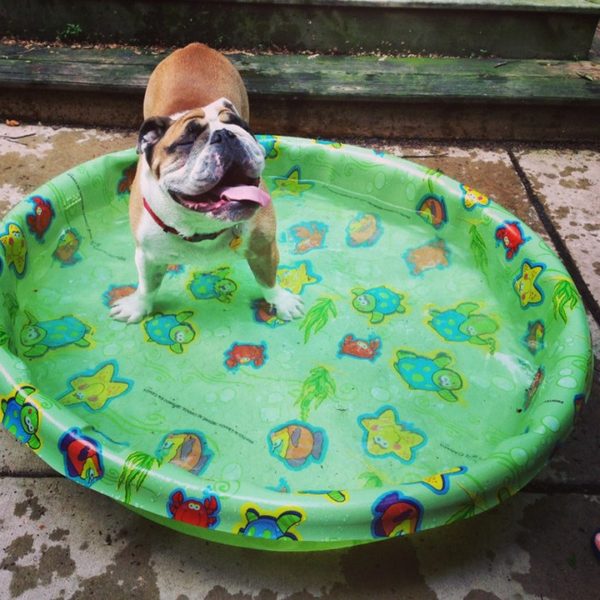 39 Animals Swimming Around the Swimming Pool and Hanging Out