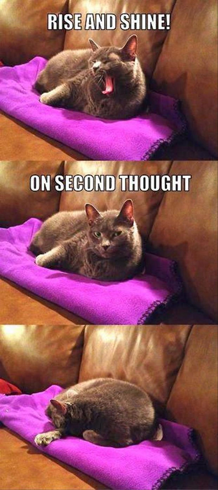 21 Cat Logic Examples That Prove We'll Never Understand Cats