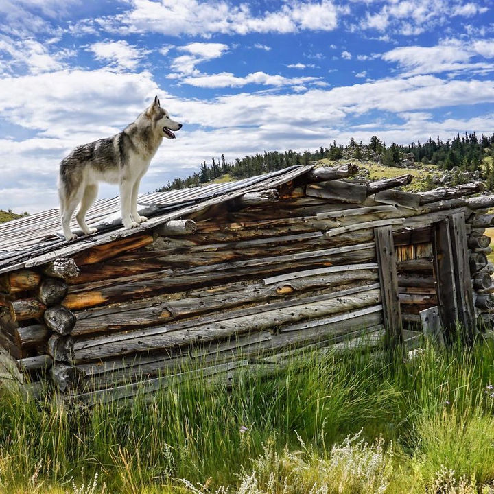 Loki the Wolfdog Went on an Epic Adventure With His Owner Loki the Wolfdog Went on an Epic Adventure With His Owner