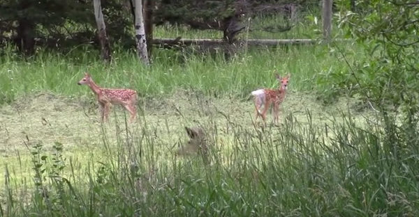 Baby Deer Rescue and Release by a Man Who Loves Nature