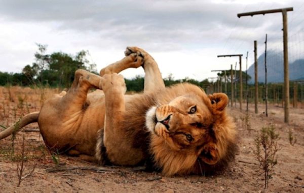 14 Big Cats Acting Like House Cats