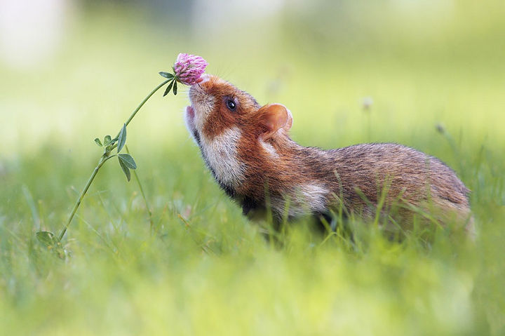 17 Adorable Photos of Animals Smelling Flowers