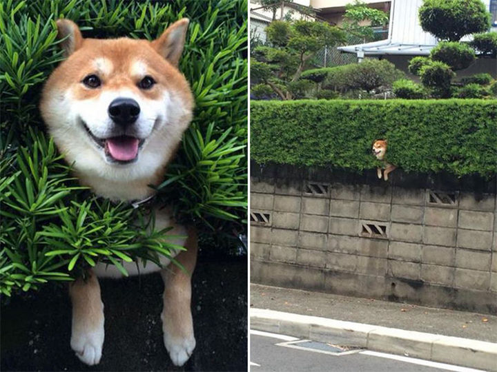35 Funny Photos of Animals Stuck in the Weirdest Places