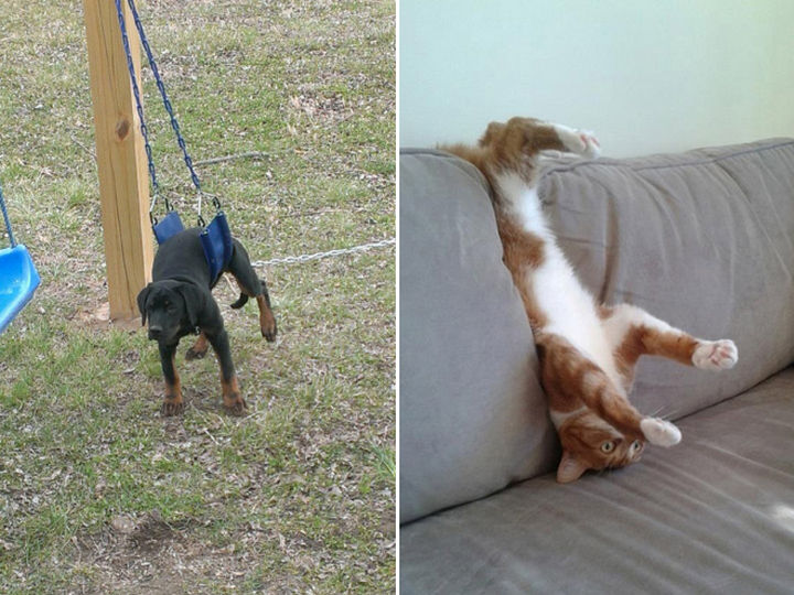 35 Funny Photos of Animals Stuck in the Weirdest Places
