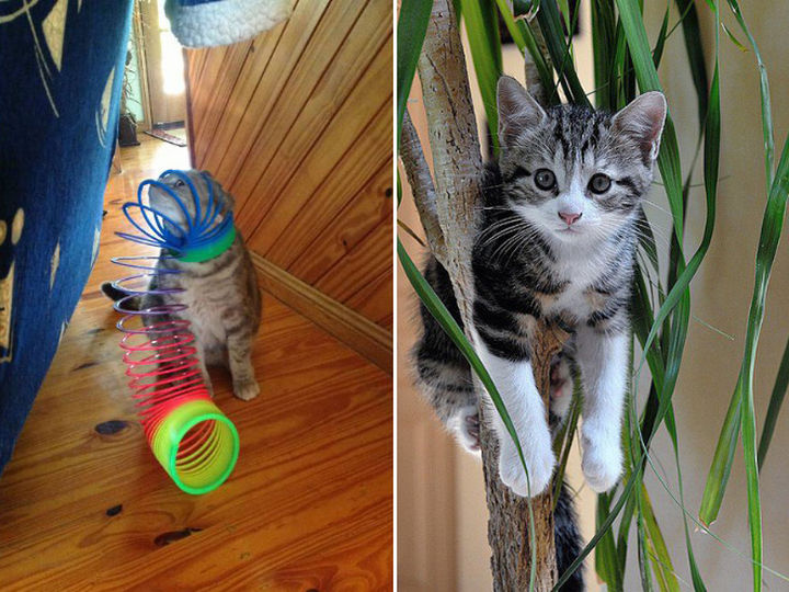 35 Funny Photos of Animals Stuck in the Weirdest Places