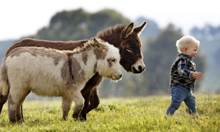 Miniature Donkeys Are Real and They're the Cutest Thing Ever