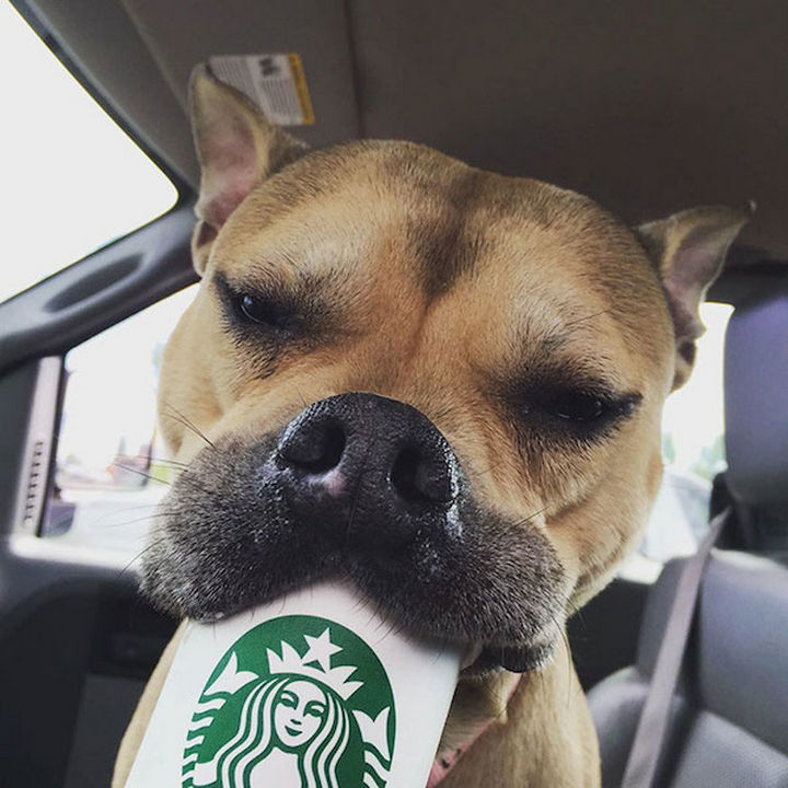 Kitsap Humane Society Takes Photos of Dogs Enjoying a "Puppuccino"