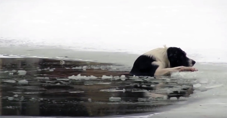 Shirtless Man Saves Dog That Fell Through the Ice in a Pond