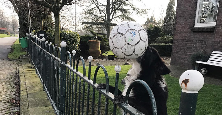 Adorable Sue the Dog Plays Fetch With People Passing by Her Home