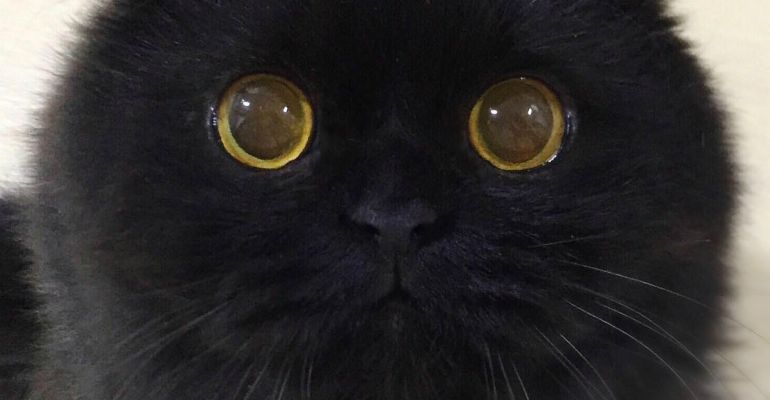Gimo the Cat Will Mesmerize You With His Big, Bold Eyes!
