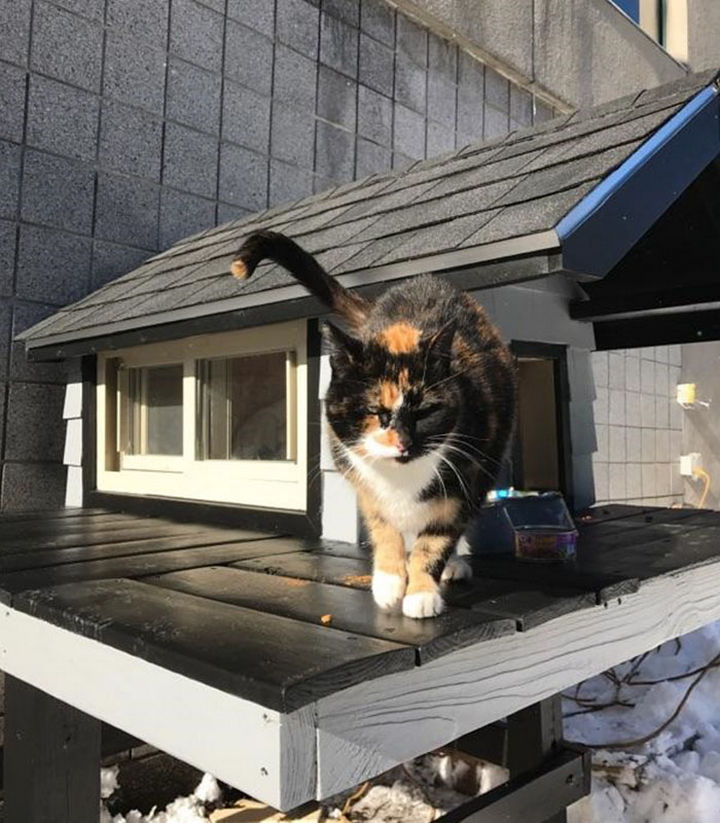 Boston Police SWAT Team Build a Cat Condo for Their Stray "SWAT Cat"