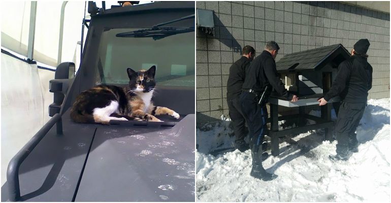 Boston Police SWAT Team Build a Cat Condo for Their Stray "SWAT Cat"