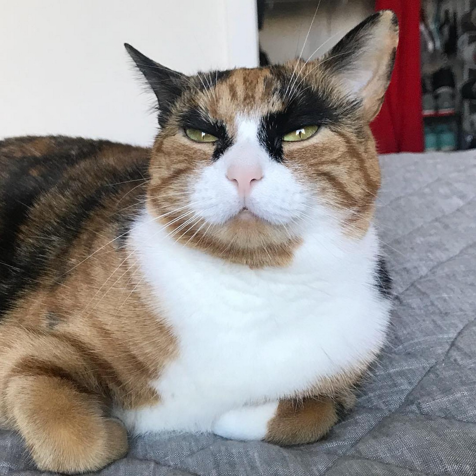 Calico Cat With Eyebrows Makes Her Look Like She's Judging You