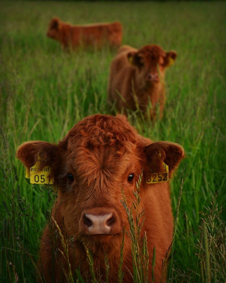 21 Highland Cattle Calf Photos To Bring A Smile To Your Day