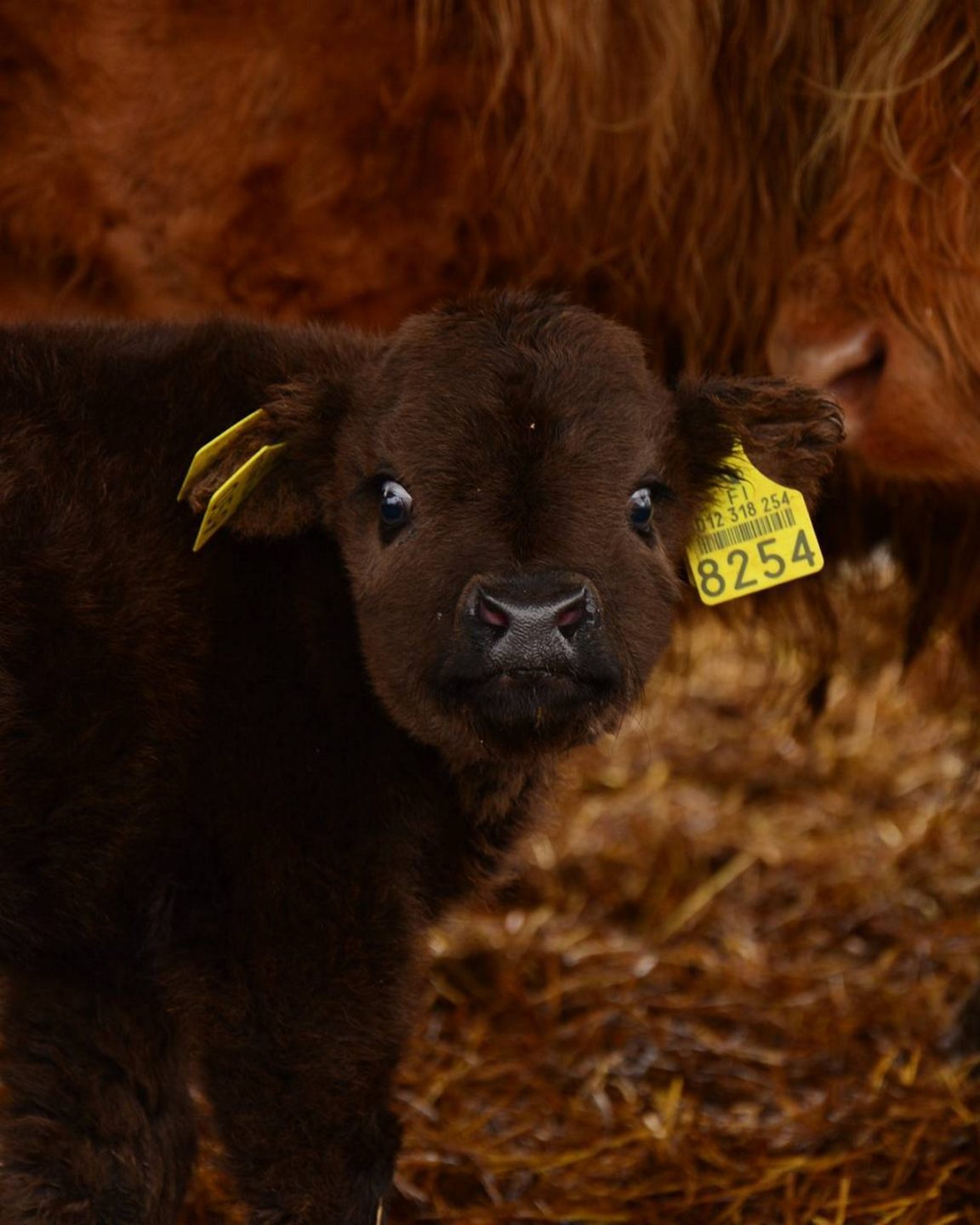 21 Highland Cattle Calf Photos To Bring A Smile To Your Day