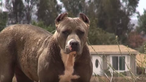 Secret the Dog Helps Set Up the Christmas Tree with His Human