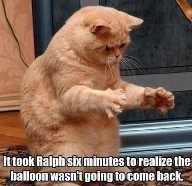 These 55 Funny Cat Memes Will Make You Laugh Right 'MEOW'