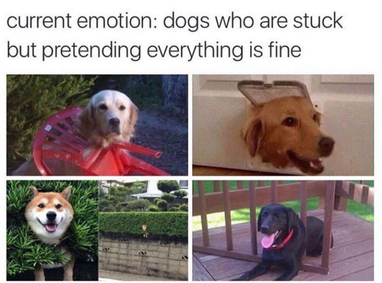 101 Funny Dog Memes You’ll Love