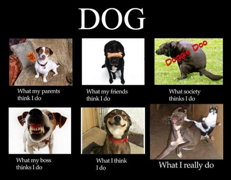 101 Best Funny Dog Memes to Make You Laugh All Day