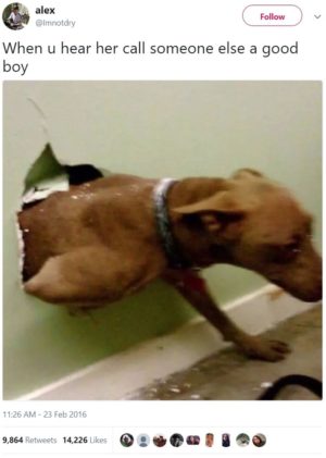 101 Best Funny Dog Memes to Make You Laugh All Day