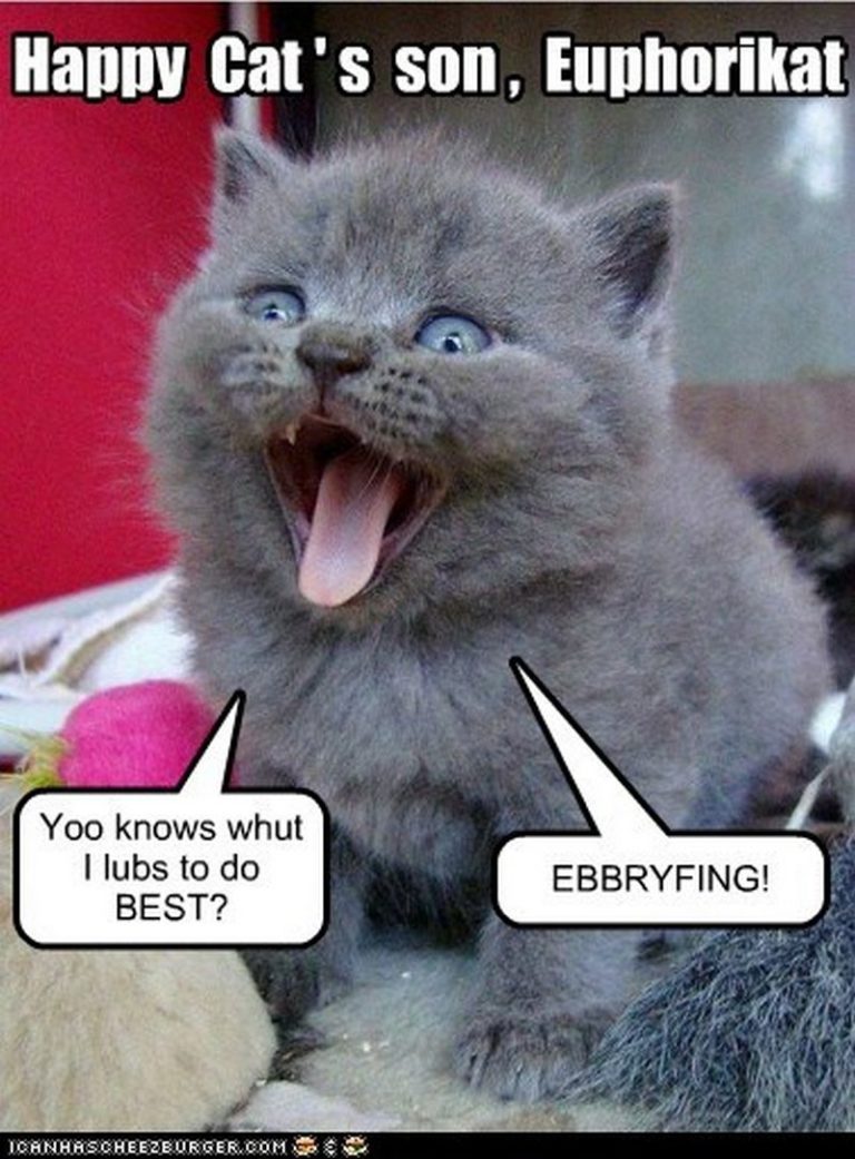 85 Happy Memes to Brighten Your Day and Make You Smile