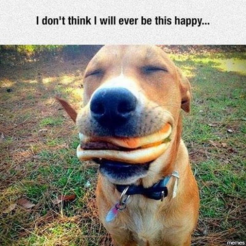 85 Happy Memes to Brighten Your Day and Make You Smile