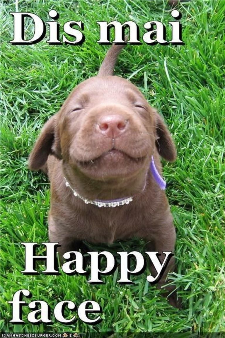 85 Happy Memes to Brighten Your Day and Make You Smile