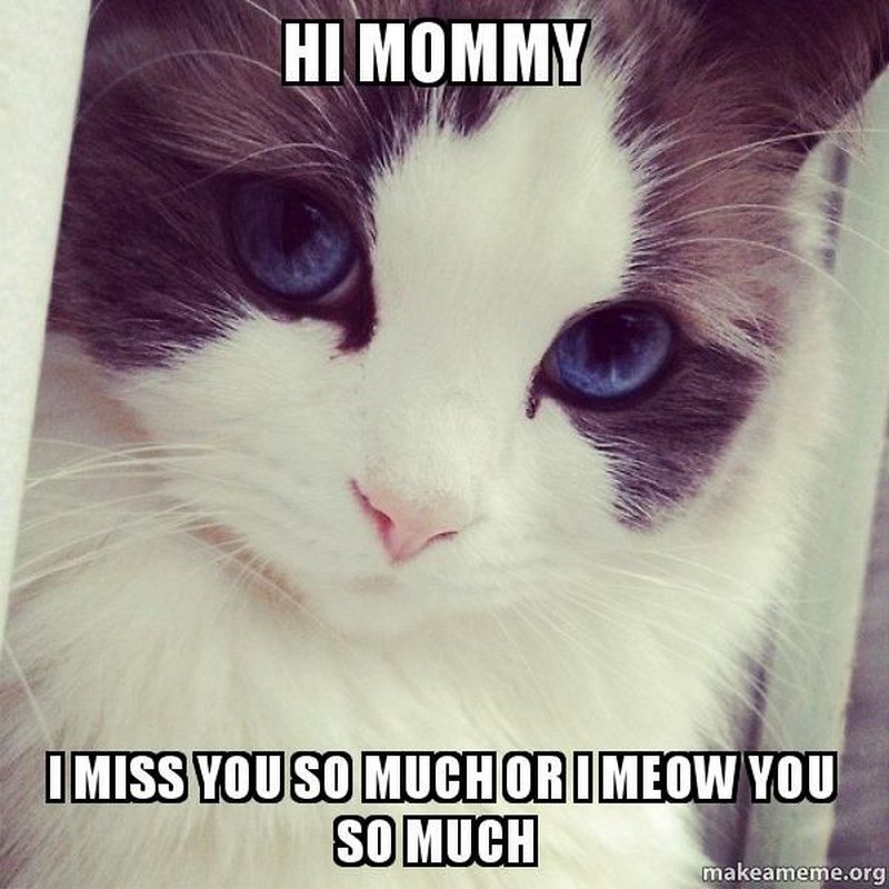 101 Sincere "I Miss You" Memes to Share with People You Love and Miss