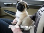 101 Lovable Pug Memes That Are Too Puggin' Cute