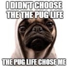 101 Lovable Pug Memes That Are Too Puggin' Cute