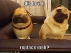 101 Lovable Pug Memes That Are Too Puggin' Cute