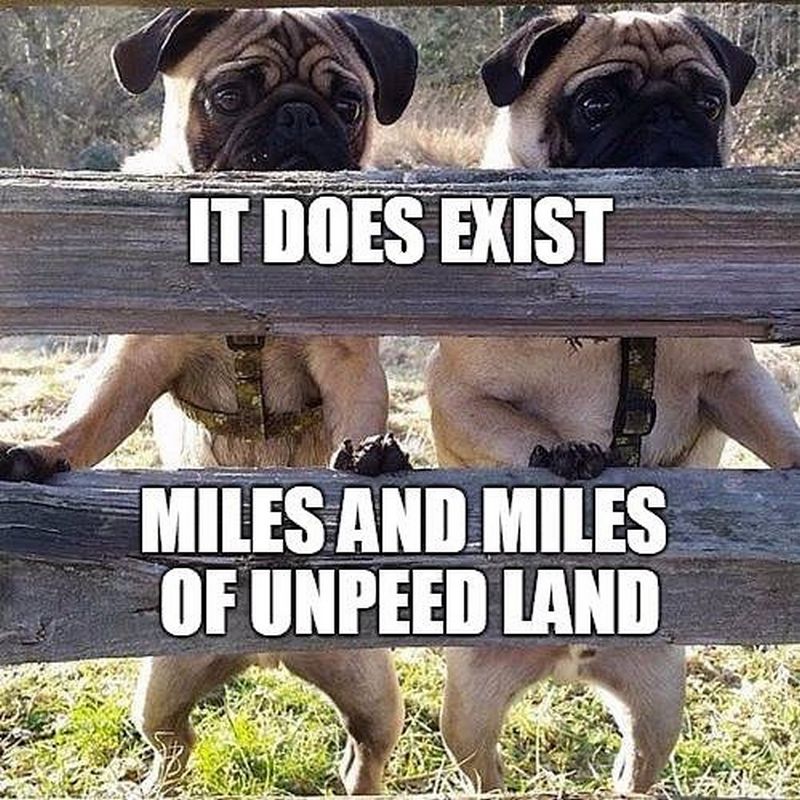 101 Lovable Pug Memes That Are Too Puggin' Cute