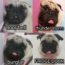 101 Lovable Pug Memes That Are Too Puggin' Cute