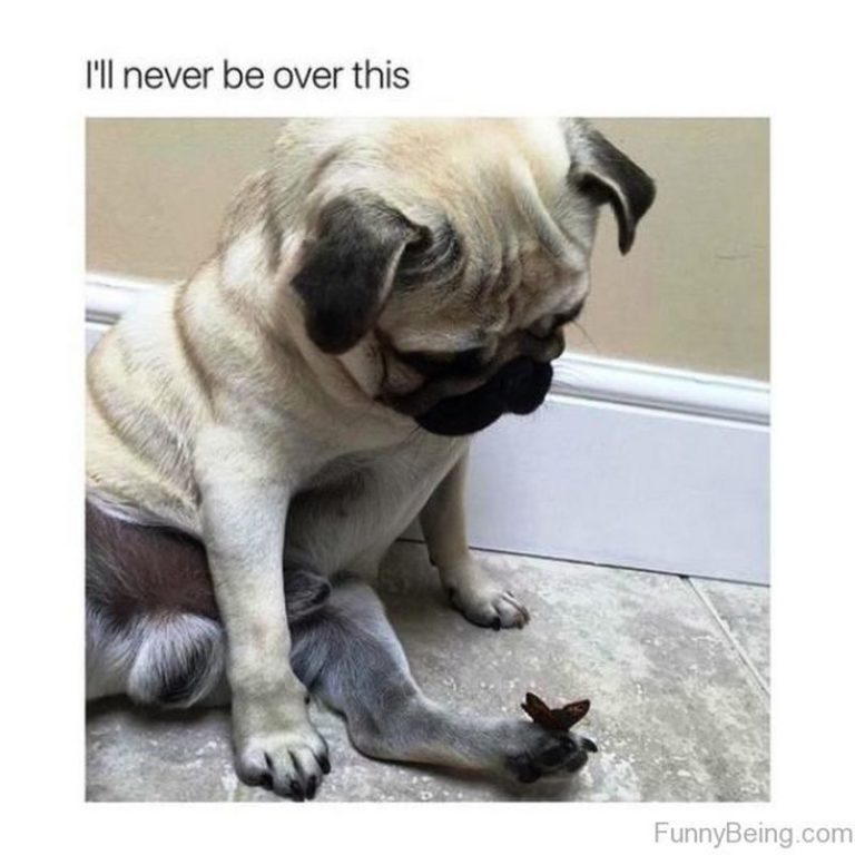 101 Lovable Pug Memes That Are Too Puggin' Cute