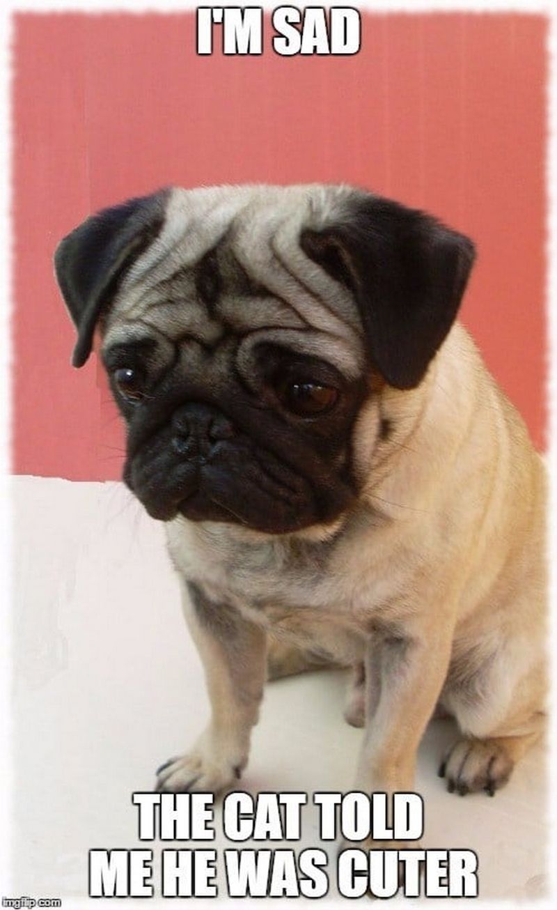 101 Lovable Pug Memes That Are Too Puggin' Cute