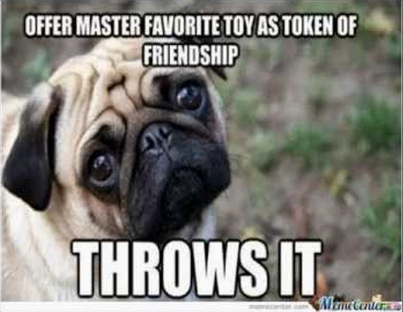 101 Lovable Pug Memes That Are Too Puggin' Cute