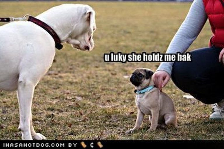 101 Lovable Pug Memes That Are Too Puggin' Cute