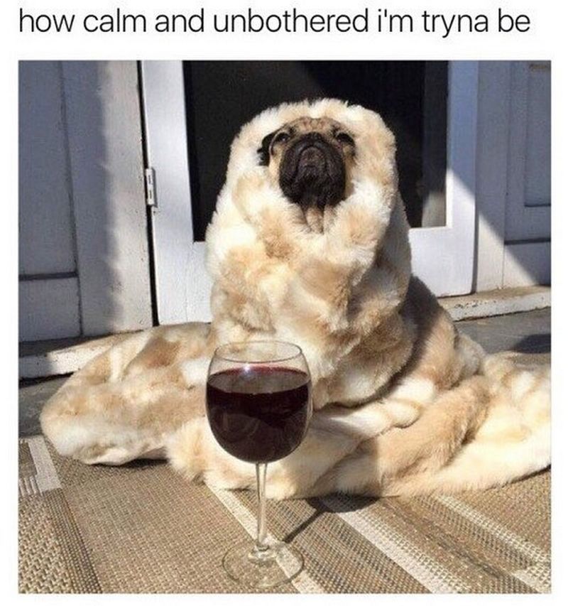 101 Lovable Pug Memes That Are Too Puggin' Cute
