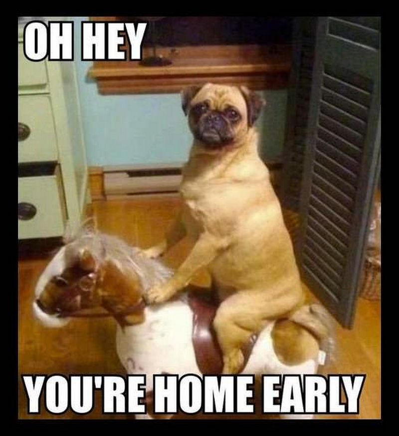 101 Lovable Pug Memes That Are Too Puggin' Cute