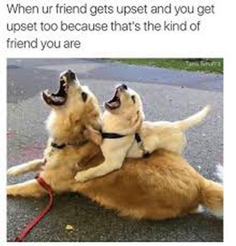 65 Best Funny Friend Memes to Celebrate Best Friends