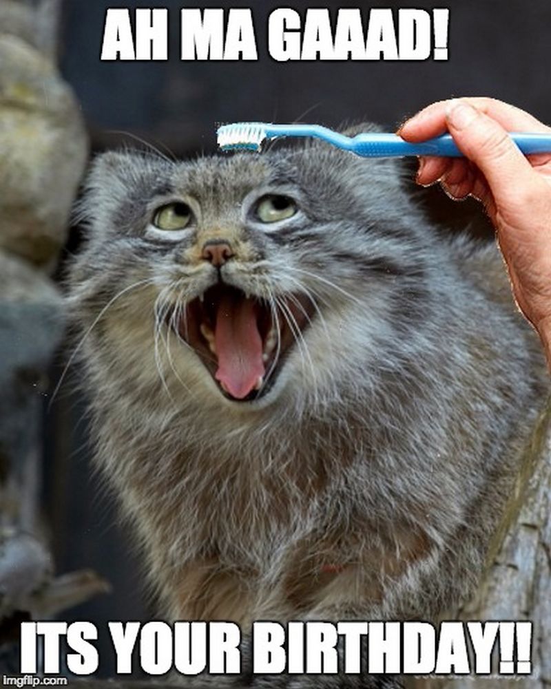 101 Funny Cat Happy Birthday Memes
