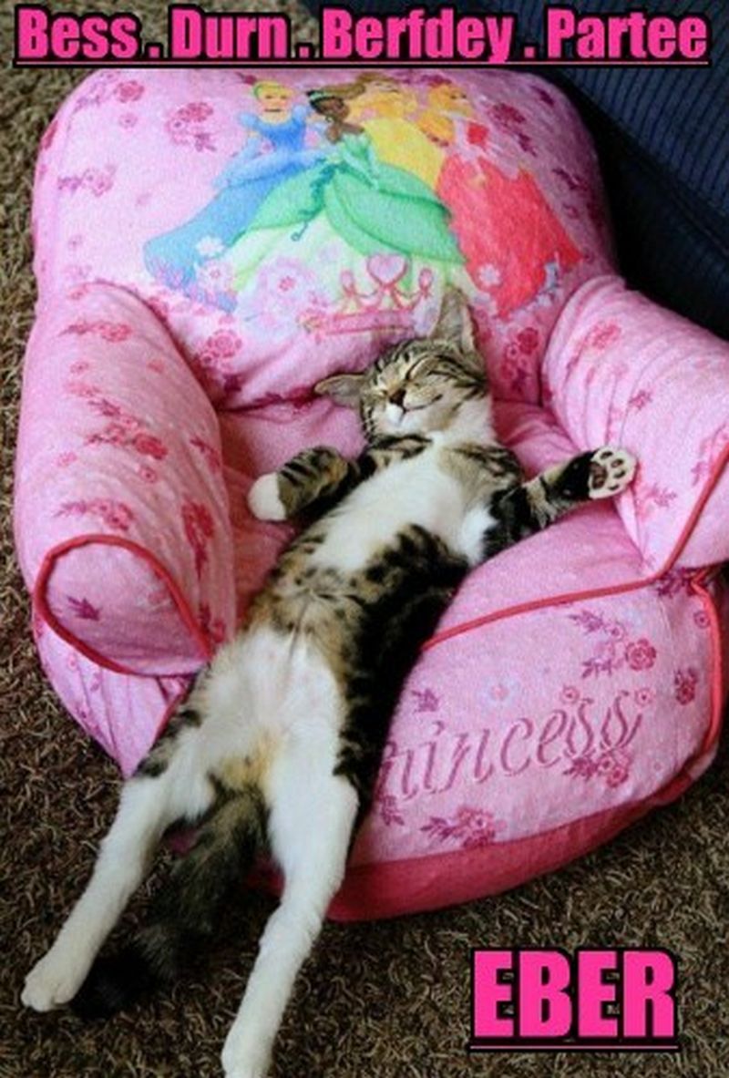 101 Funny Cat Happy Birthday Memes