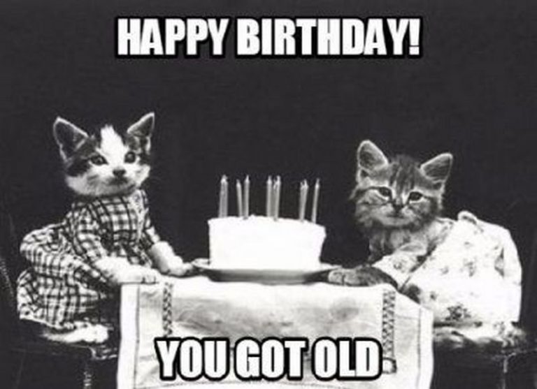 101 Funny Cat Happy Birthday Memes