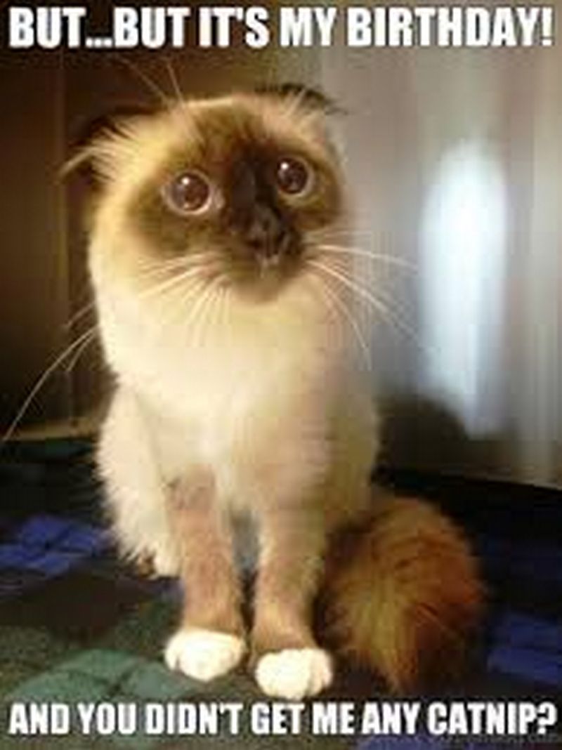 101 Funny Cat Birthday Memes for the Feline Lovers in Your Life